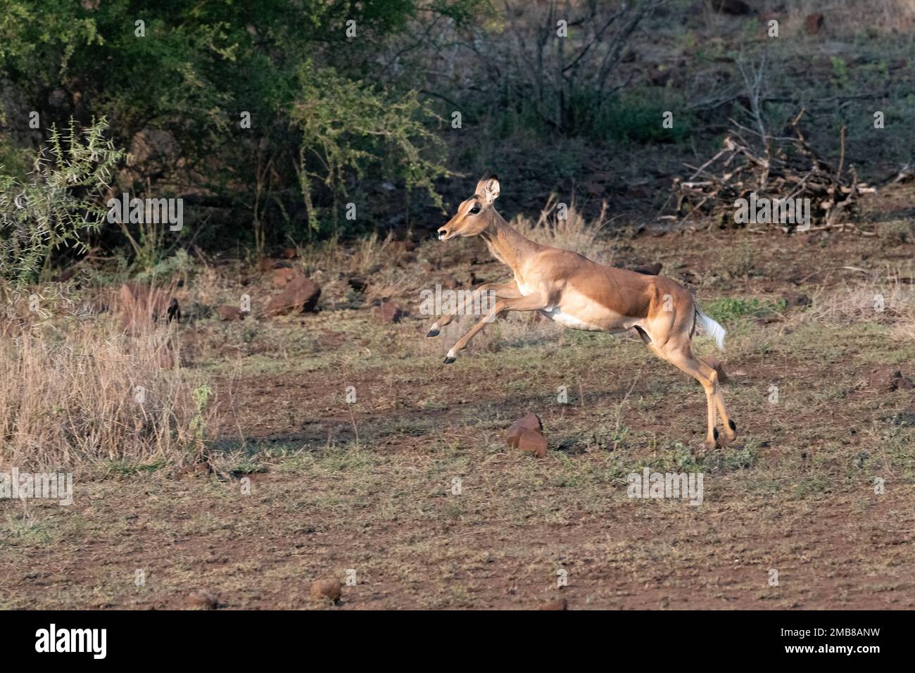 solitary female Impala leaping with all four feet off the ground whilst ...
