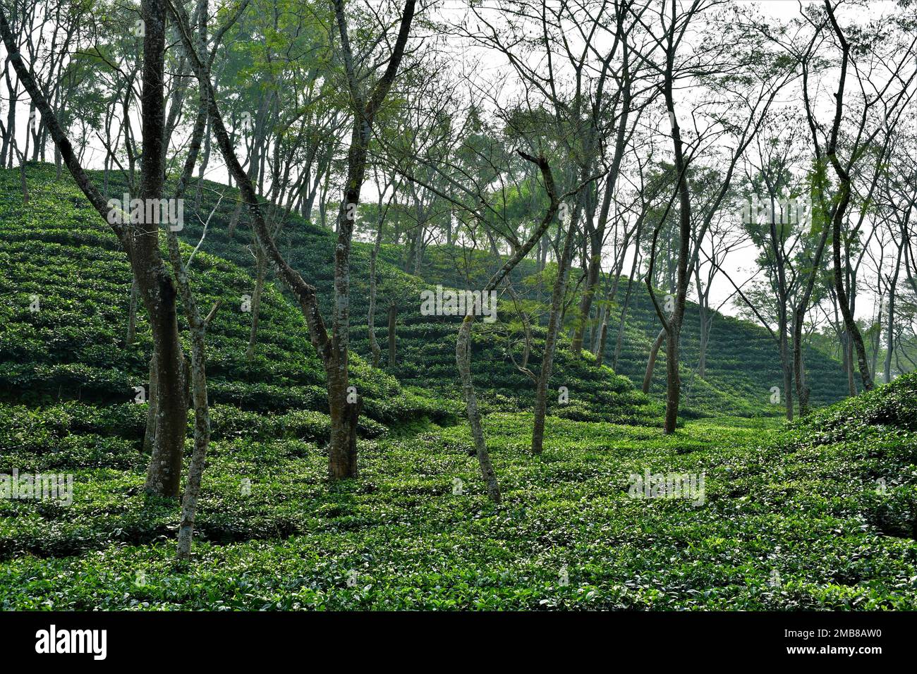 Moulavibazar hi-res stock photography and images - Alamy
