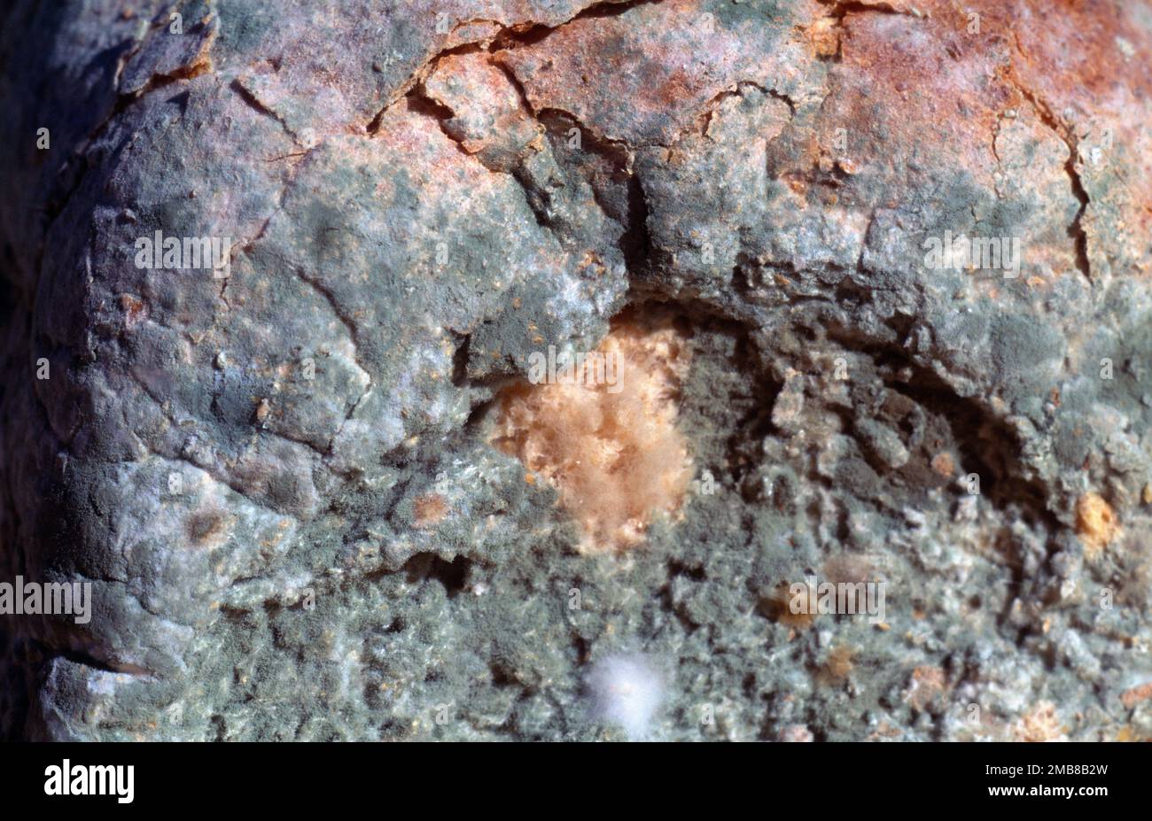 Mould bread spores hi-res stock photography and images - Alamy