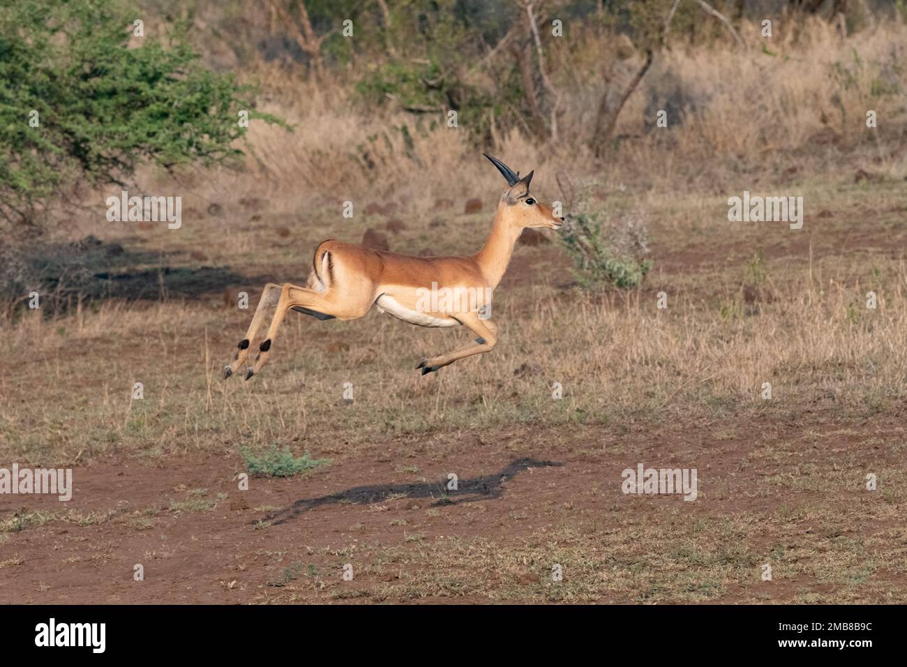 Impala leaping with all four feet off the ground whilst running in the ...