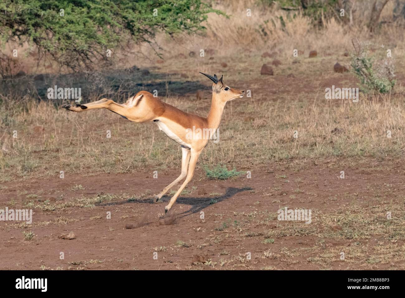 Impala leaping with all four feet off the ground whilst running in the ...
