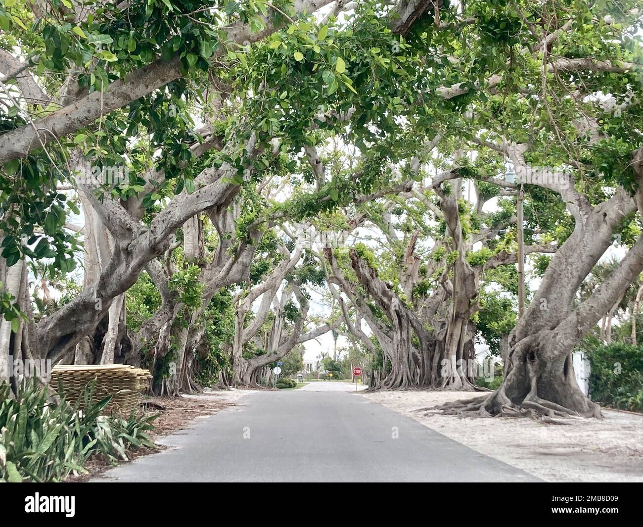 An asphalt straight road with beautiful big trees on both sides Stock ...