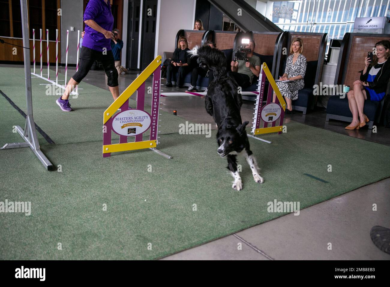 A border collie named Limerick runs through an agility course at a ...