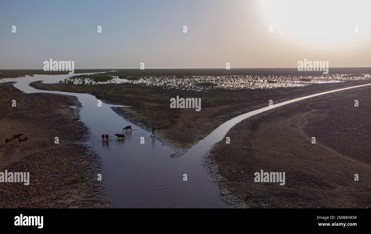 Water buffalo wade in the Chibaish marshes during low water levels in ...