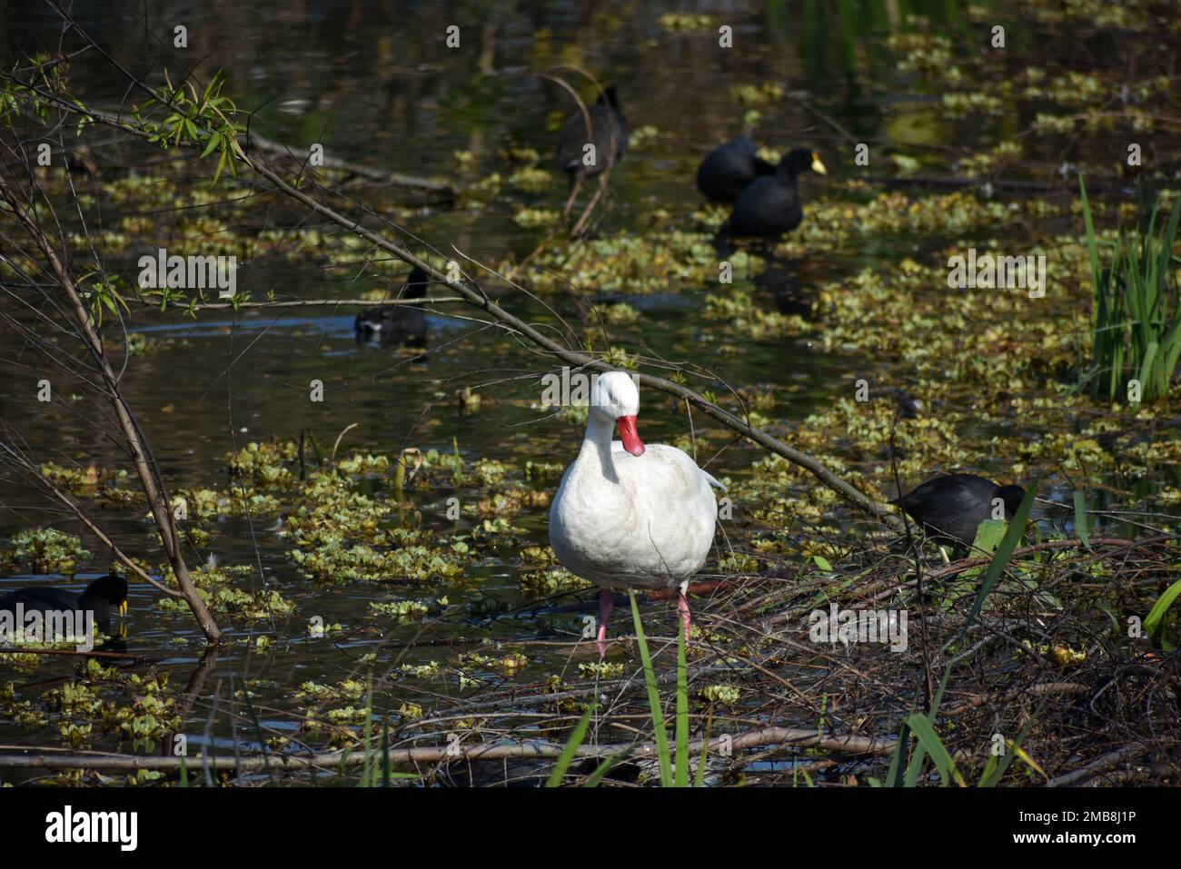 coscoroba swan (coscoroba coscoroba) in a swamp with several coot at ...