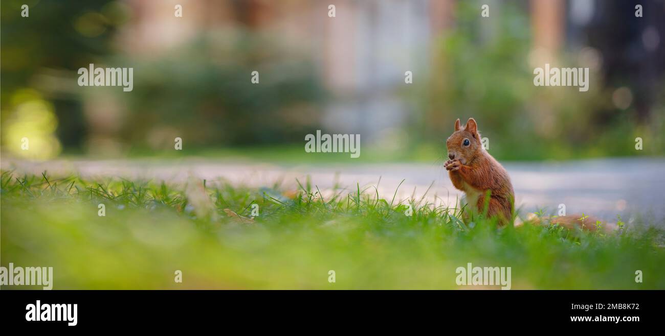 Cute squirrel in a park in Munich, Germany summer travel to Europe ...