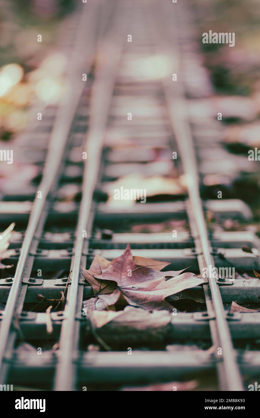 Autumn leaves on a straight train railway track Stock Photo - Alamy
