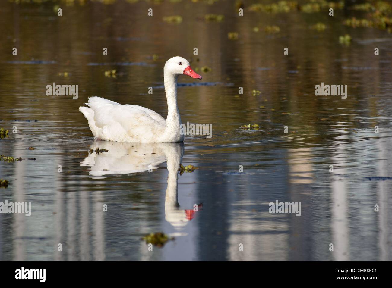 coscoroba swan (coscoroba coscoroba) on a lake at Costanera Sur nature ...