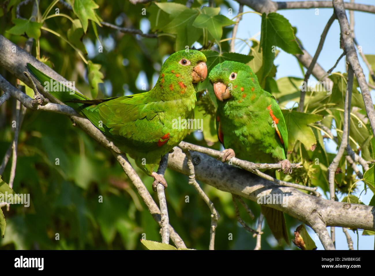 white-eyed parakeet or white-eyed conure (Psittacara leucophthalmus ...