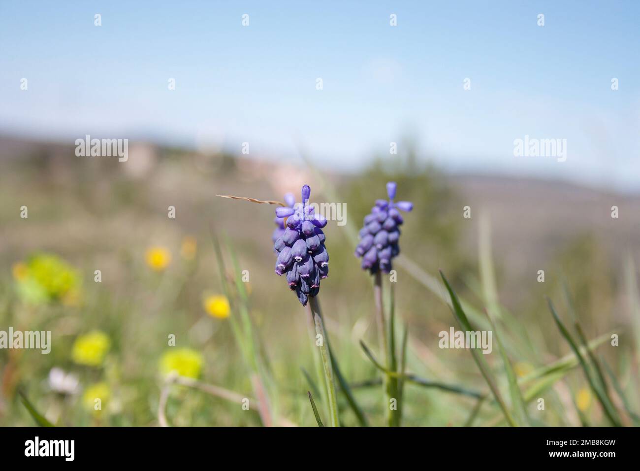 A selective focus shot of blooming purple grape hyacinth flowers on a ...