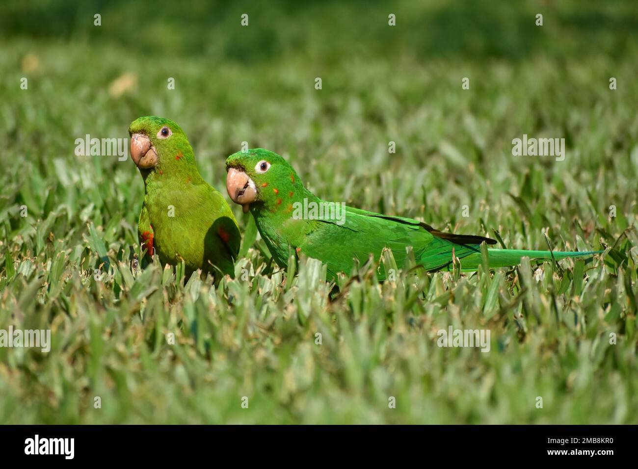 a pair of white-eyed parakeet or white-eyed conure (Psittacara ...