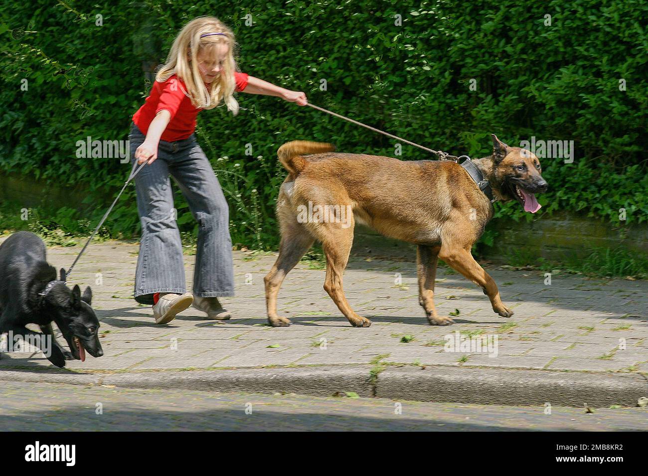 Netherlands, girl walks dogs that both pull in different directions ...
