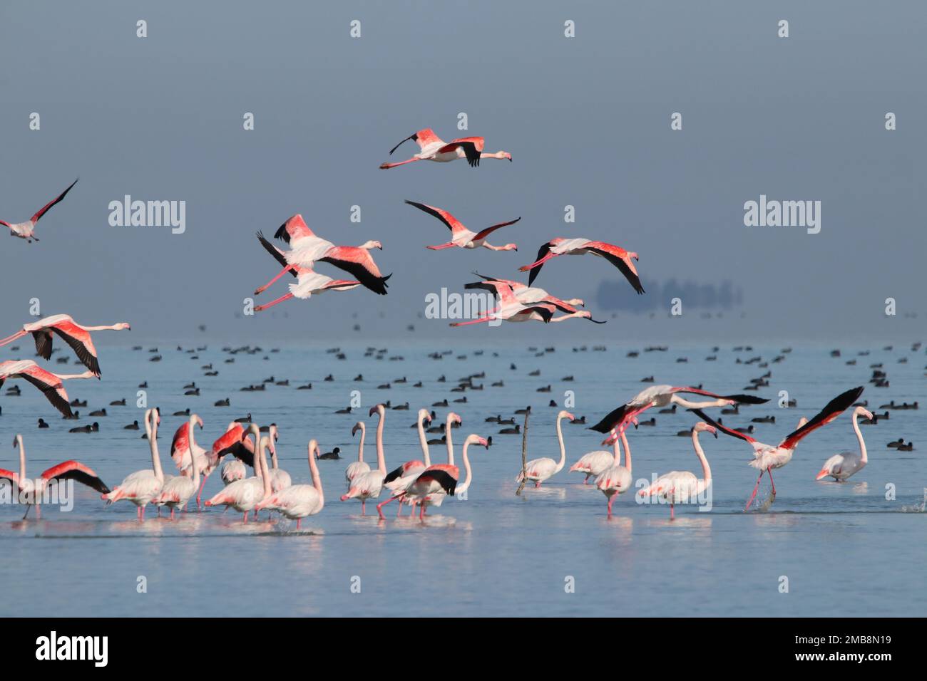A group of flamingos in winter migration Stock Photo - Alamy