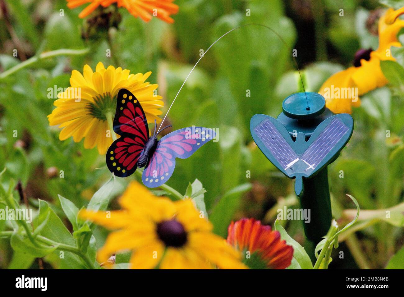 A small solar panel is used to move the plastic butterfly between ...