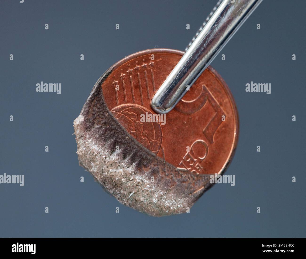 Copper coin being coated with silver crystals in a solution of silver ...