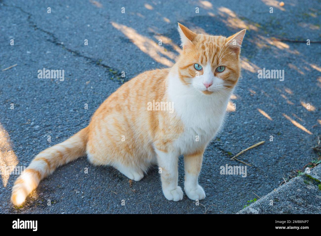 Tabby and white cat looking at the camera Stock Photo - Alamy