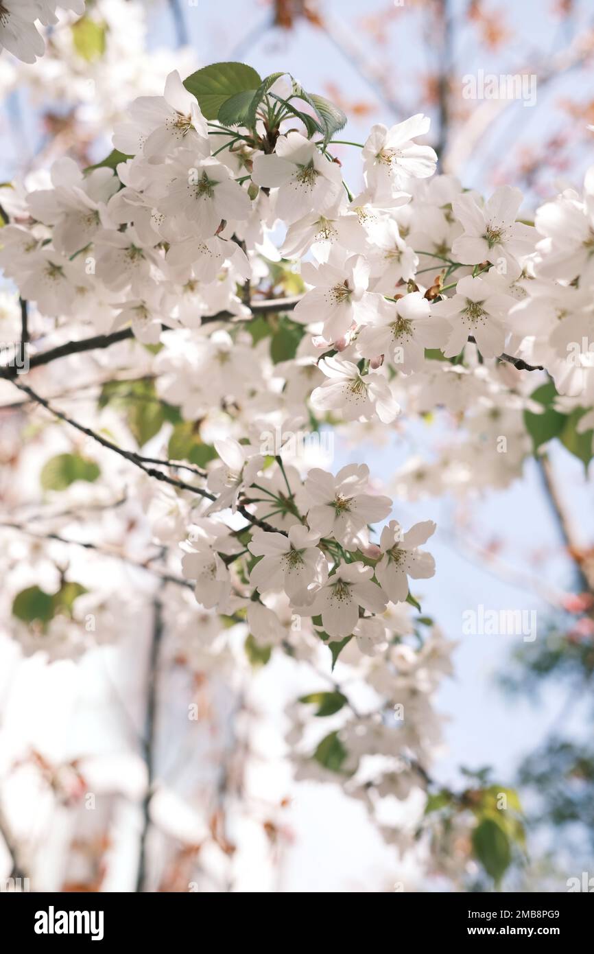 A vertical shot of cherry blossom flowers Stock Photo - Alamy