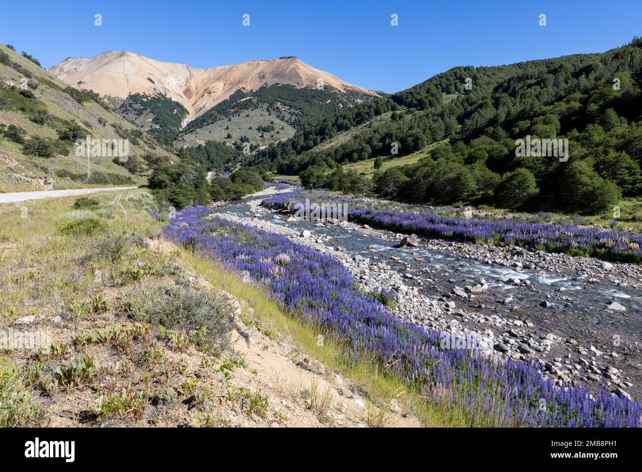 Purple plants along a crystal clear creek while driving the Carretera ...