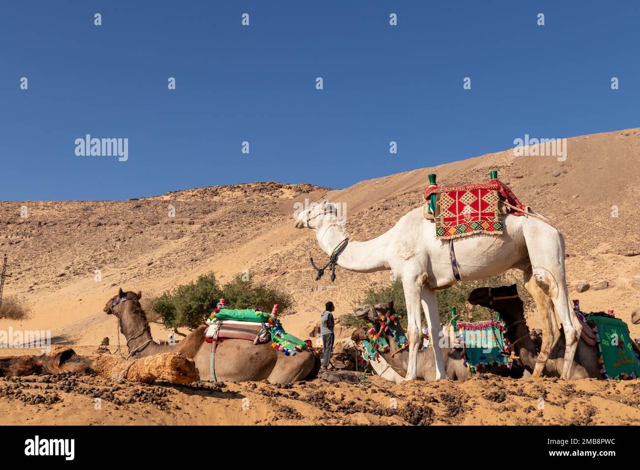 Plenty of camels sitting and standing in traditional Egyptian camel saddle saddle and sand ...