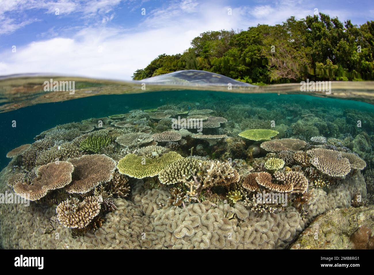 A shallow coral reef composed of a variety of coral species thrives in ...