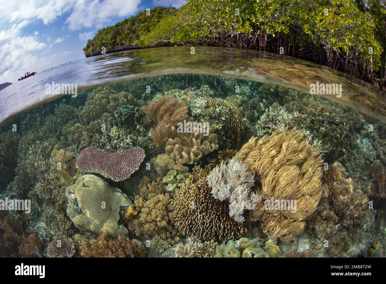 A shallow coral reef composed of a variety of coral species thrives in ...