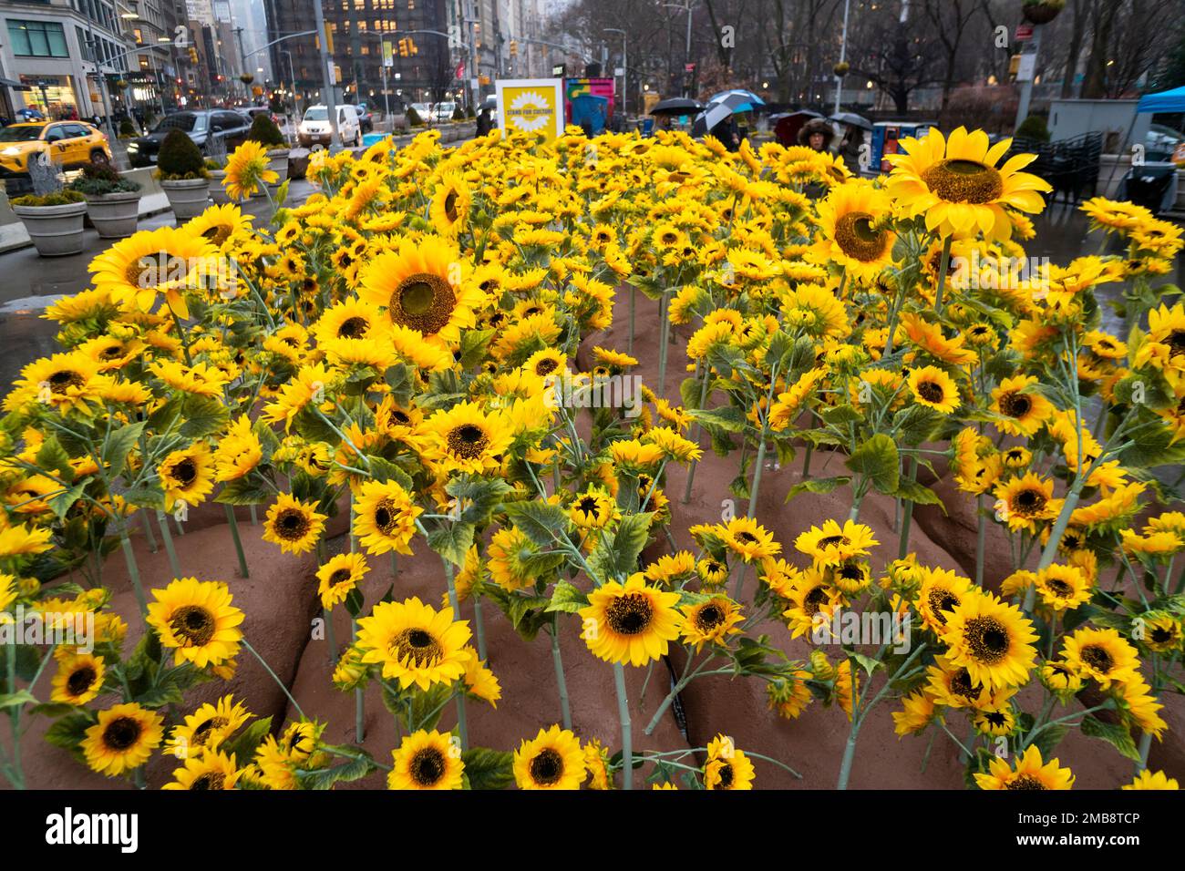 Visitors to Flatiron Plaza in New York view 355 sunflowers planted for ...