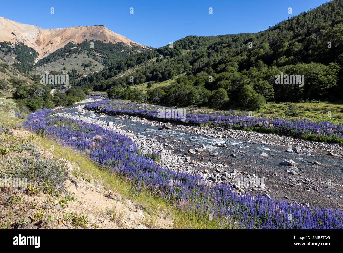 Purple plants along a crystal clear creek while driving the Carretera ...