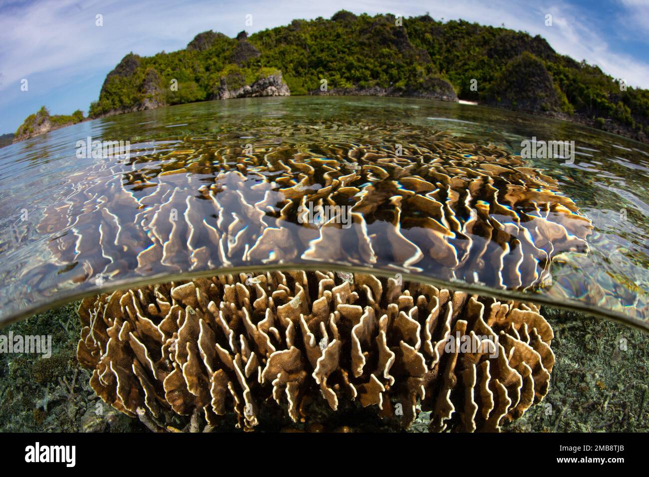 A shallow coral reef composed of a variety of coral species thrives in ...