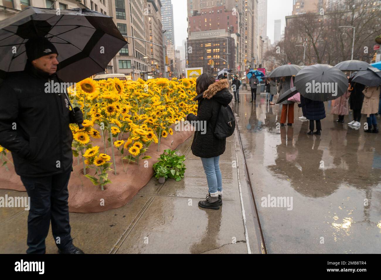 Visitors to Flatiron Plaza in New York view 355 sunflowers planted for ...