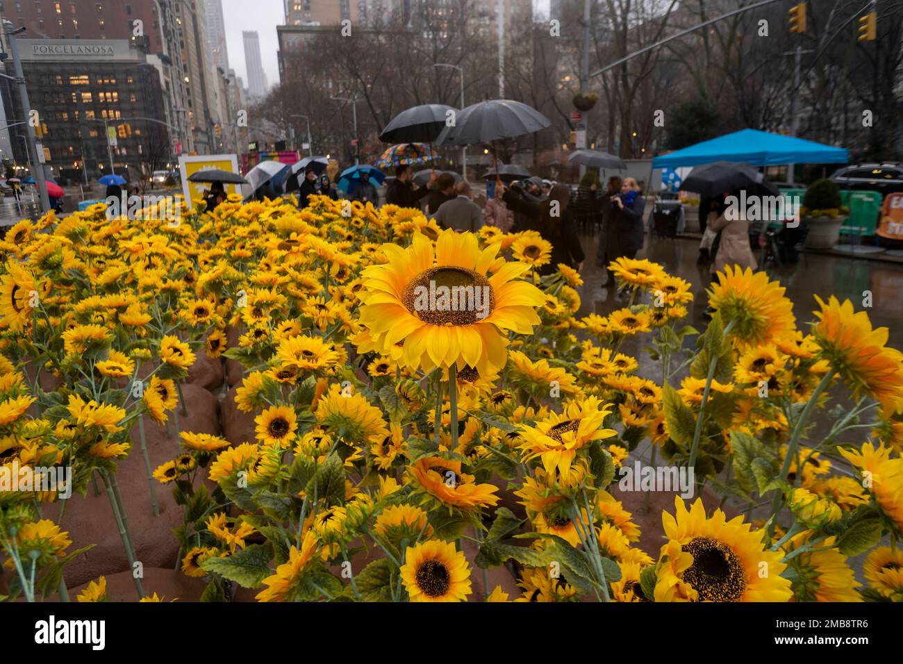 Visitors to Flatiron Plaza in New York view 355 sunflowers planted for ...