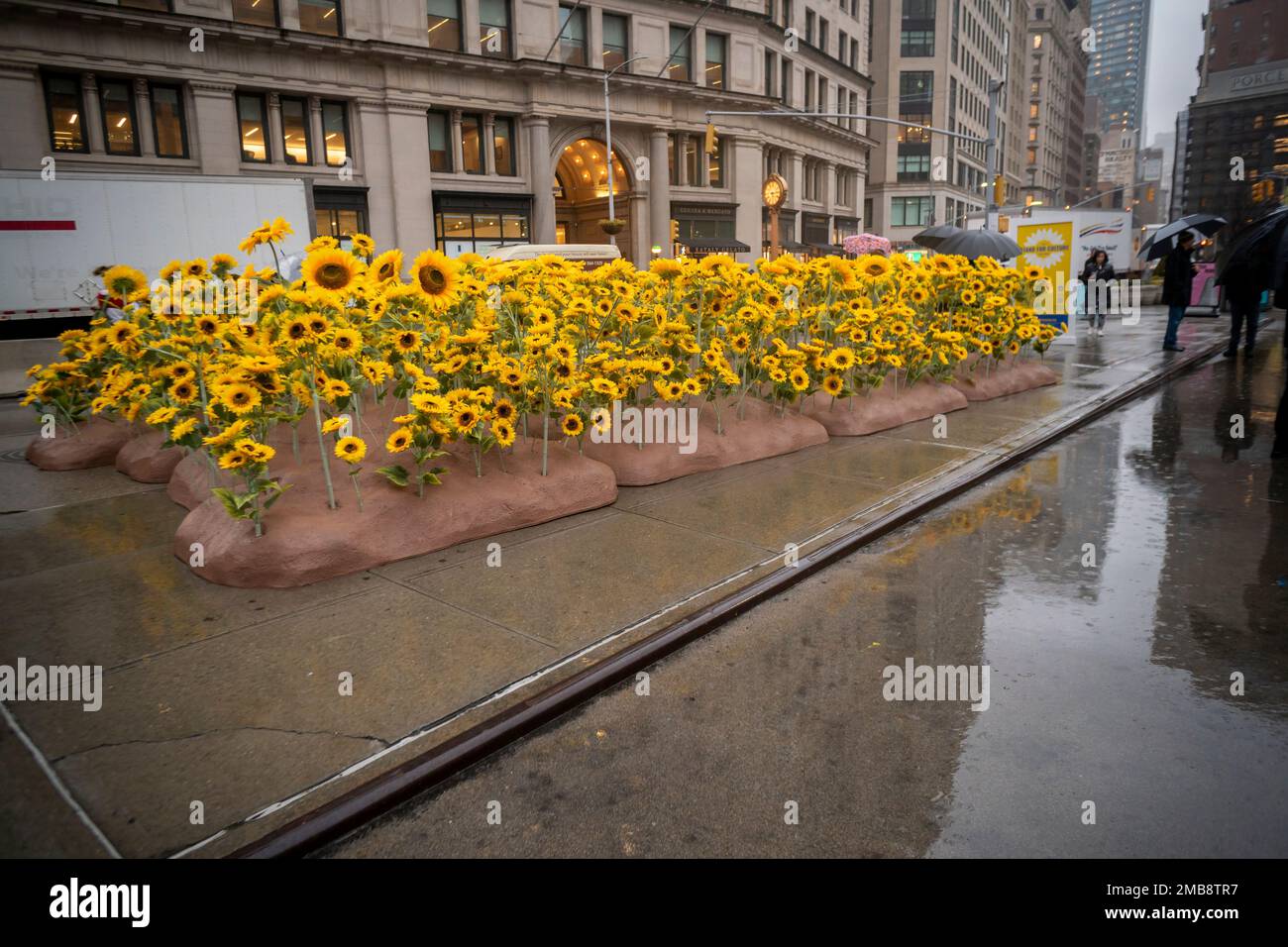 Visitors to Flatiron Plaza in New York view 355 sunflowers planted for ...