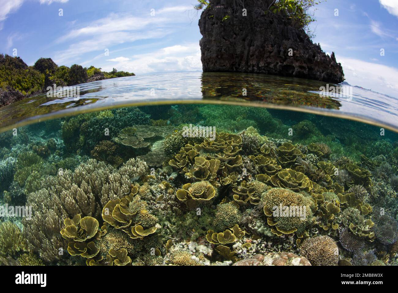 A shallow coral reef composed of a variety of coral species thrives in ...