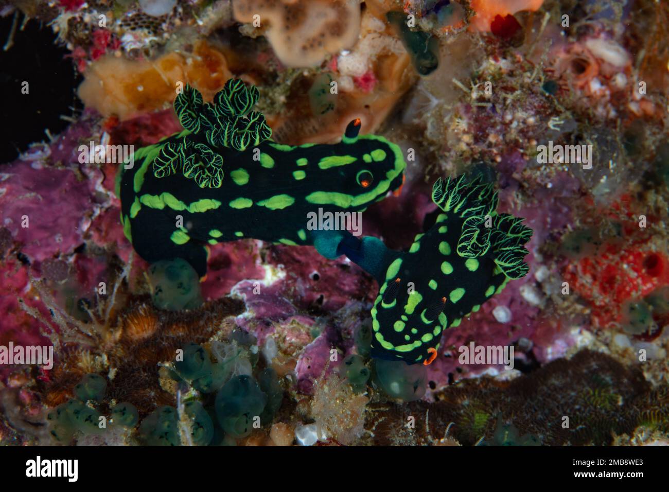 Hermaphrodites hi-res stock photography and images - Alamy