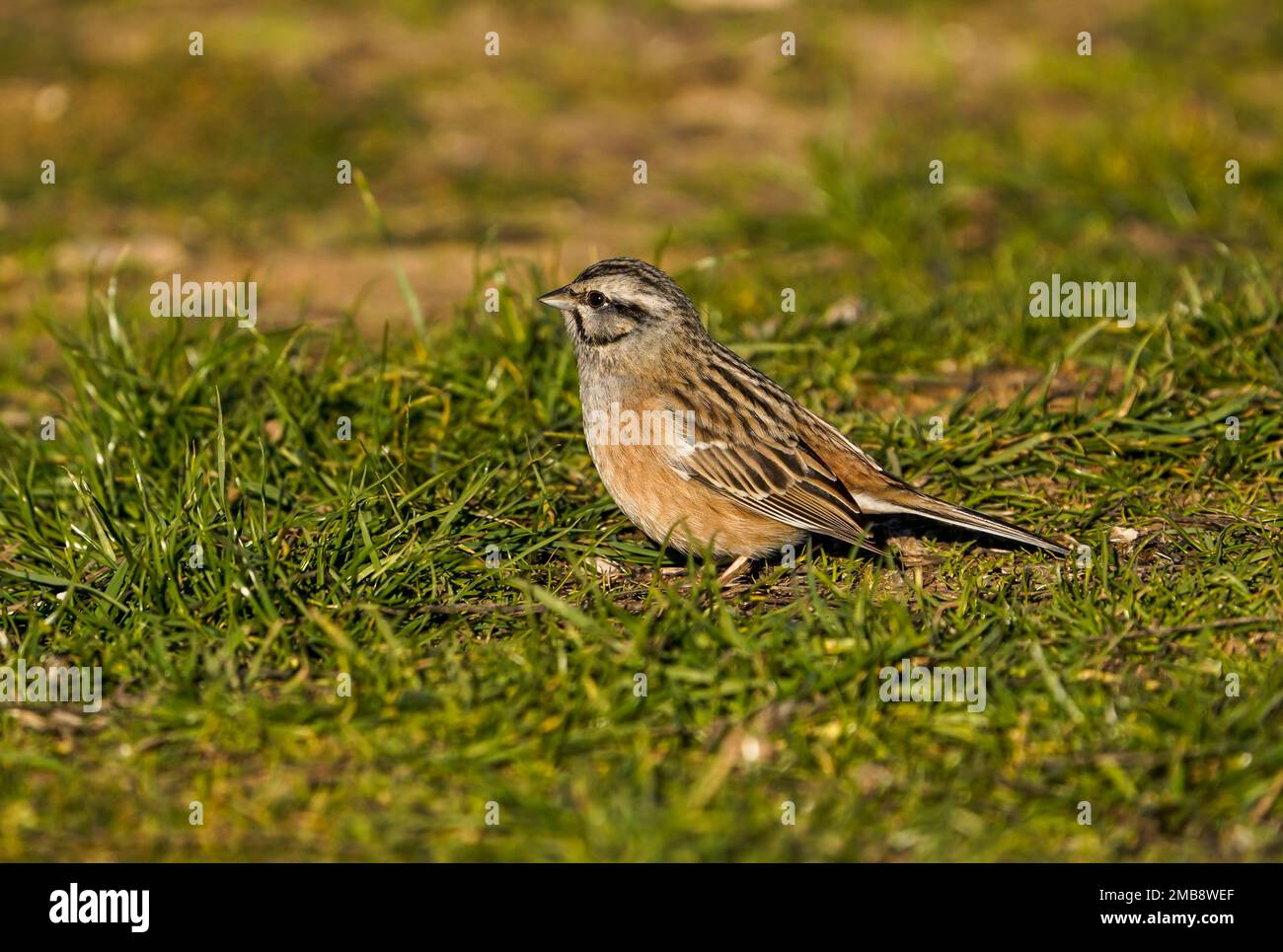 Rock bunting, Emberiza cia ,feeding on a lawn, Andalucia, Spain Stock ...