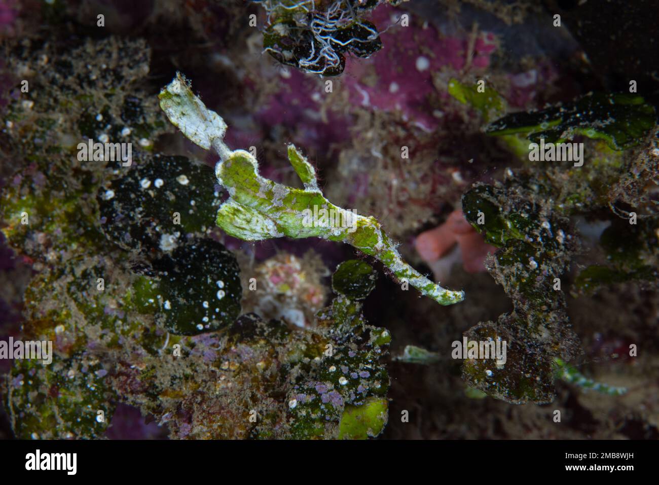 A Halimeda ghost pipefish, Solentostomus halimeda, hovers over a ...