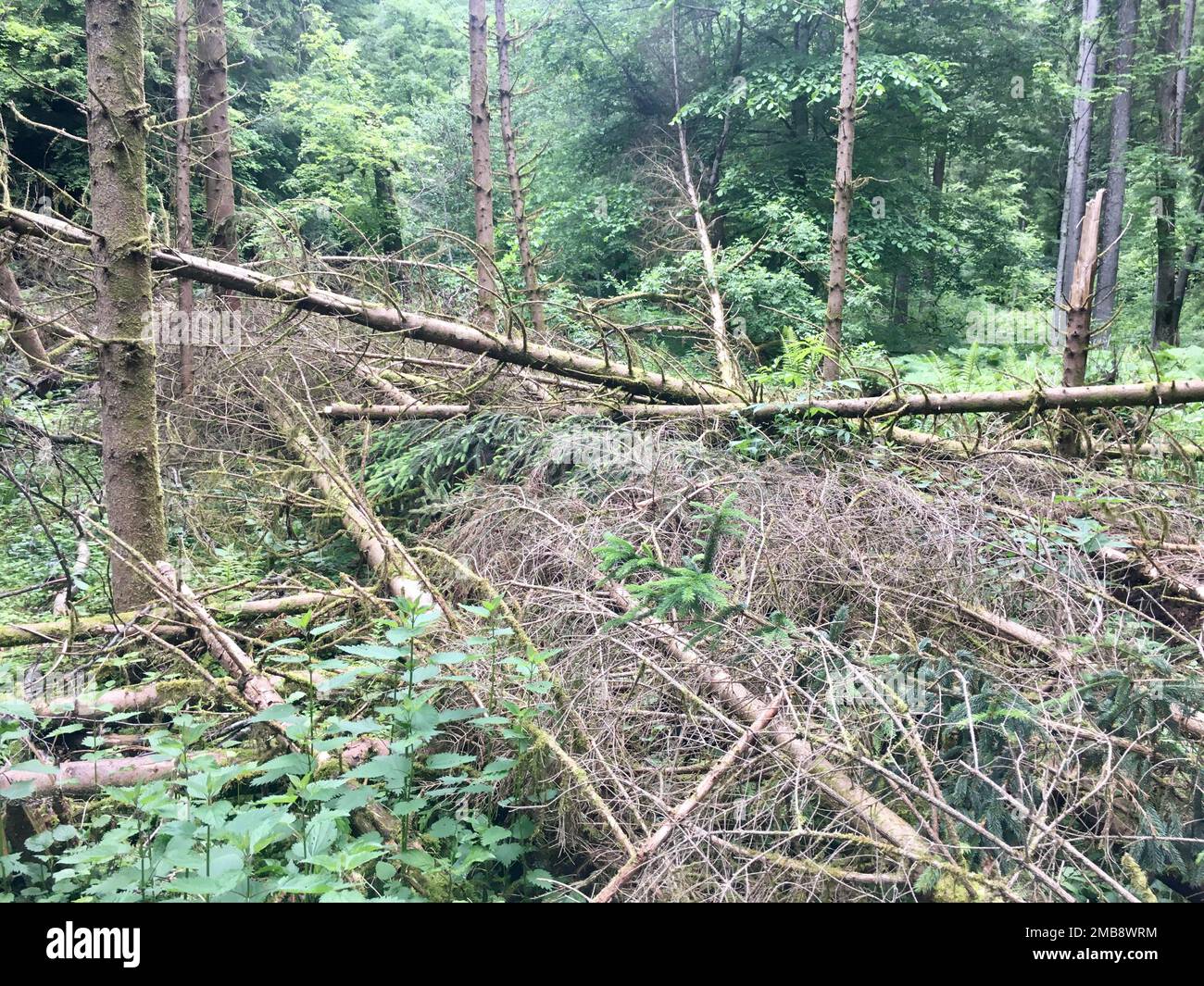 Green woody terrain with dry fallen trees Stock Photo - Alamy