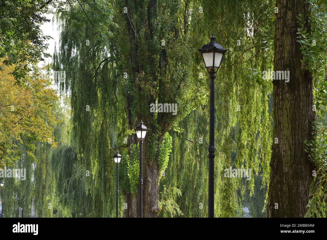 Autumn alley with old-fashioned lanterns in autumn colors on a slightly ...