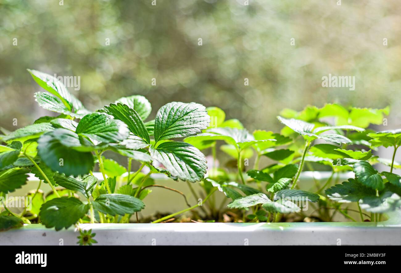Fresh strawberry sprouts with leaves and copy space Stock Photo - Alamy