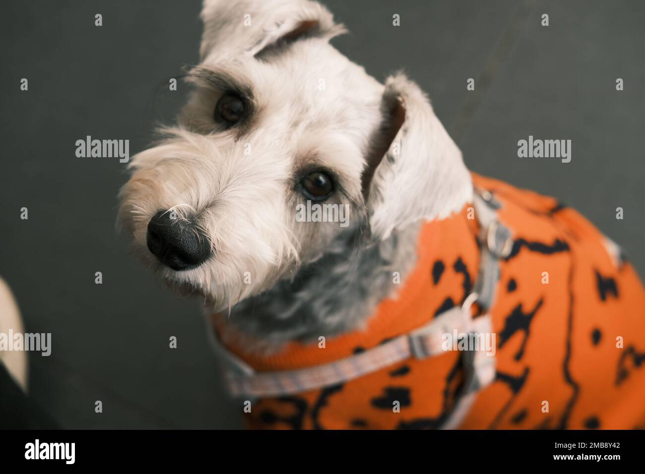 A high angle shot of a cute puppy Stock Photo - Alamy
