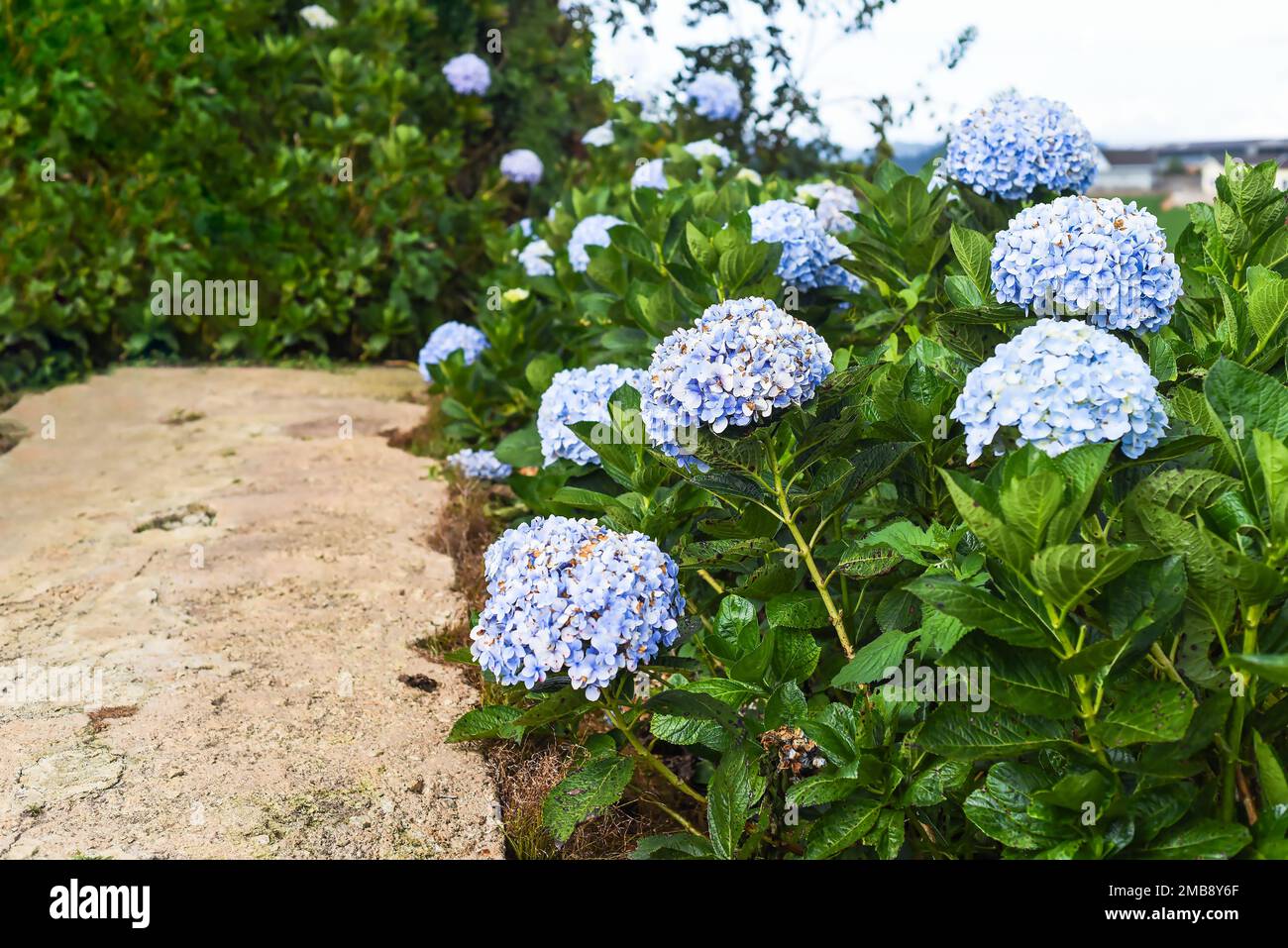 Hydrangea field hi-res stock photography and images - Alamy