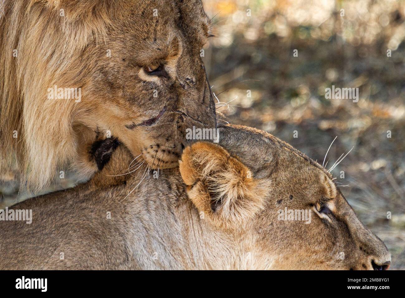A closeup shot of a male lion biting a female lion in a forest Stock ...