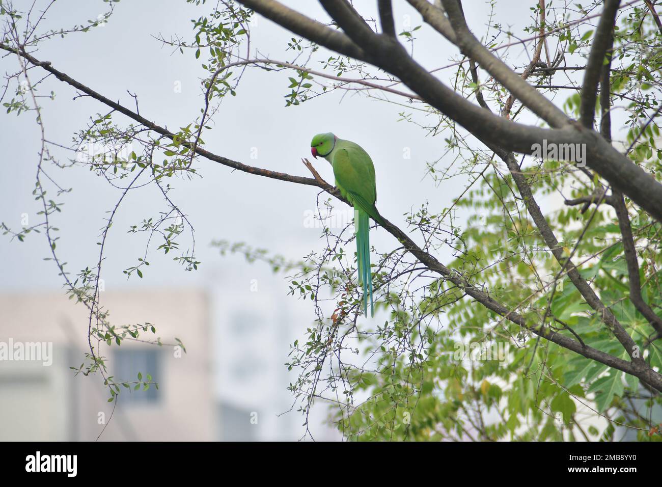 Rose neck parakeet (male) on rooftop garden poses for portrait in Dhaka ...