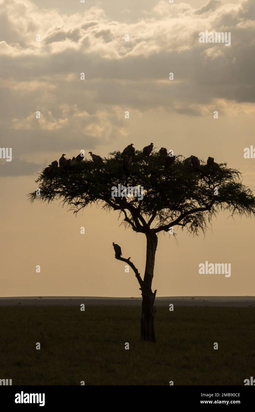 Vultures on Acacia tree in the Masi Mara Africa sunset silhouette one ...