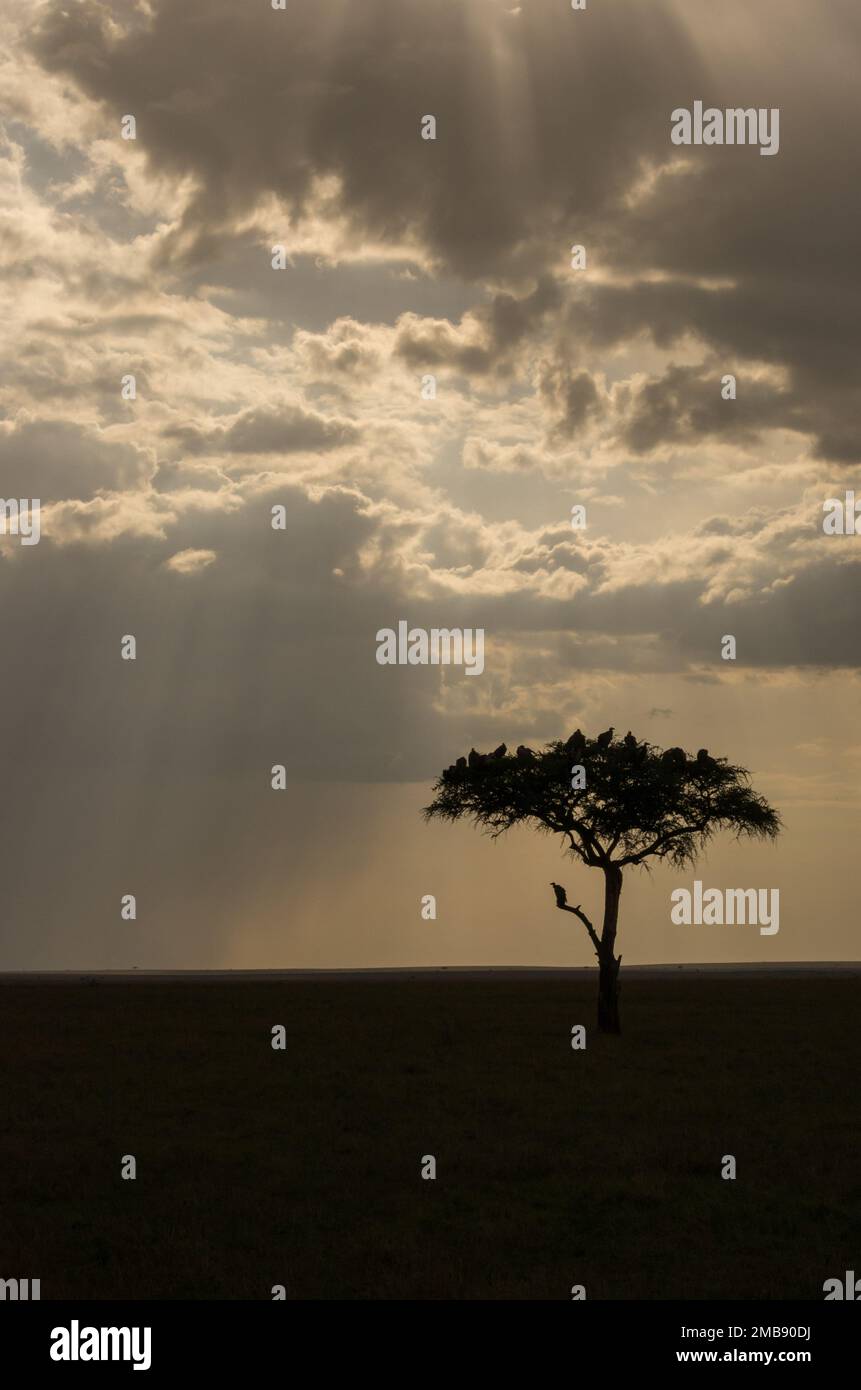 Vultures on Acacia tree in the Masi Mara Africa sunset silhouette one ...