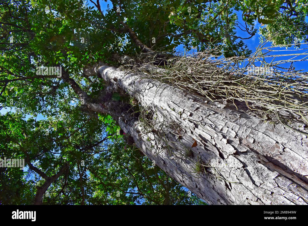 Rainforest tall tree hi-res stock photography and images - Alamy