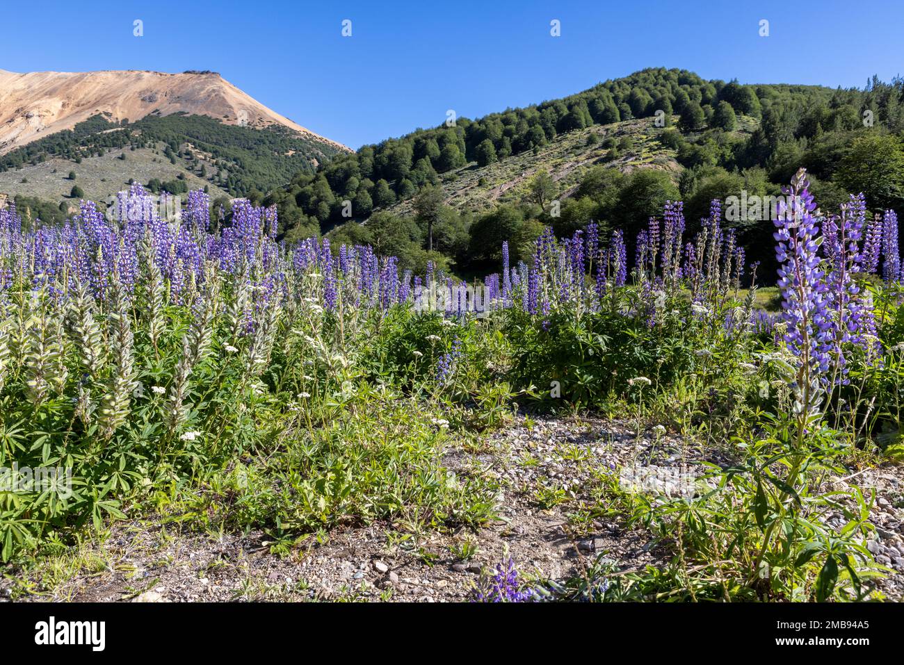 Purple plants along a crystal clear creek while driving the Carretera ...