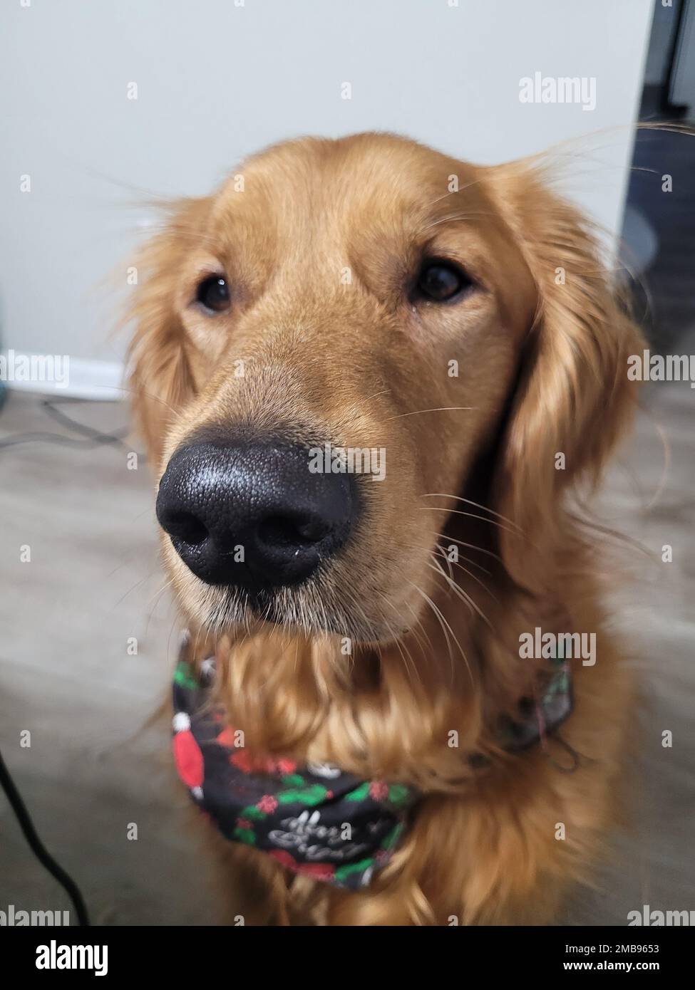 A closeup shot of a cute golden retriever looking innocently with doe ...