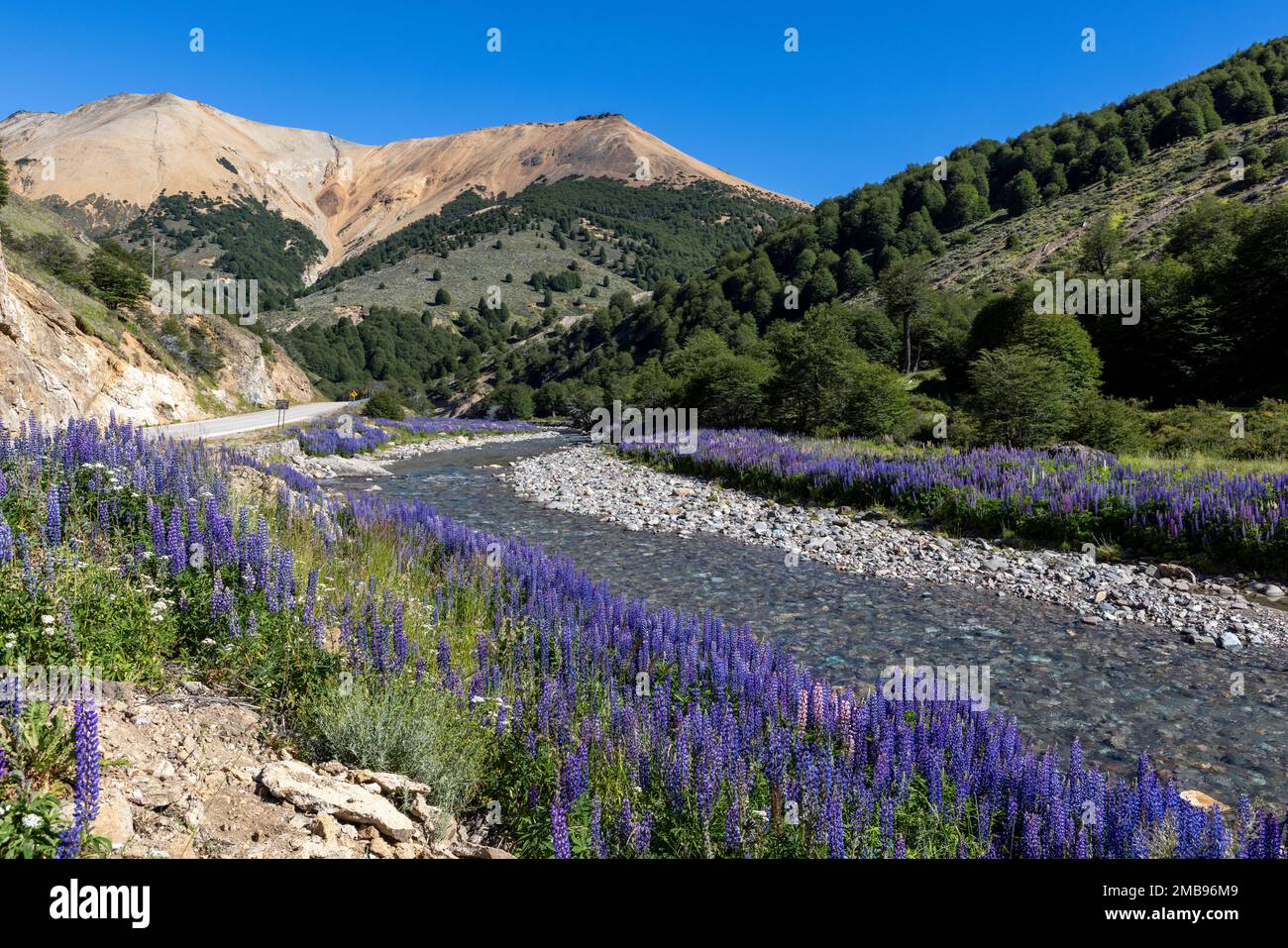 Purple plants along a crystal clear creek while driving the Carretera ...