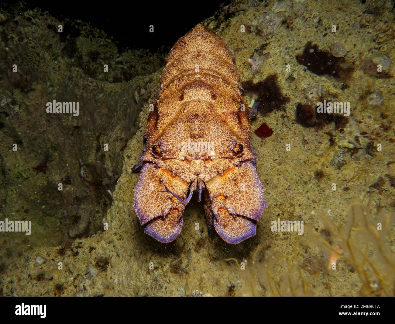 Mediterranean slipper lobster - Scyllarides latus Stock Photo - Alamy