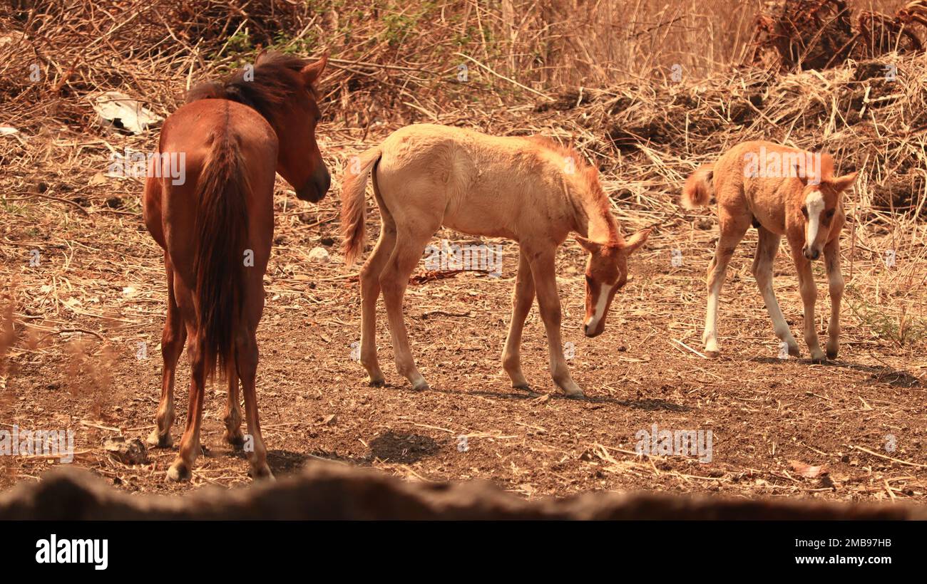 Three foals in a sunny field with yellow grass around Stock Photo - Alamy